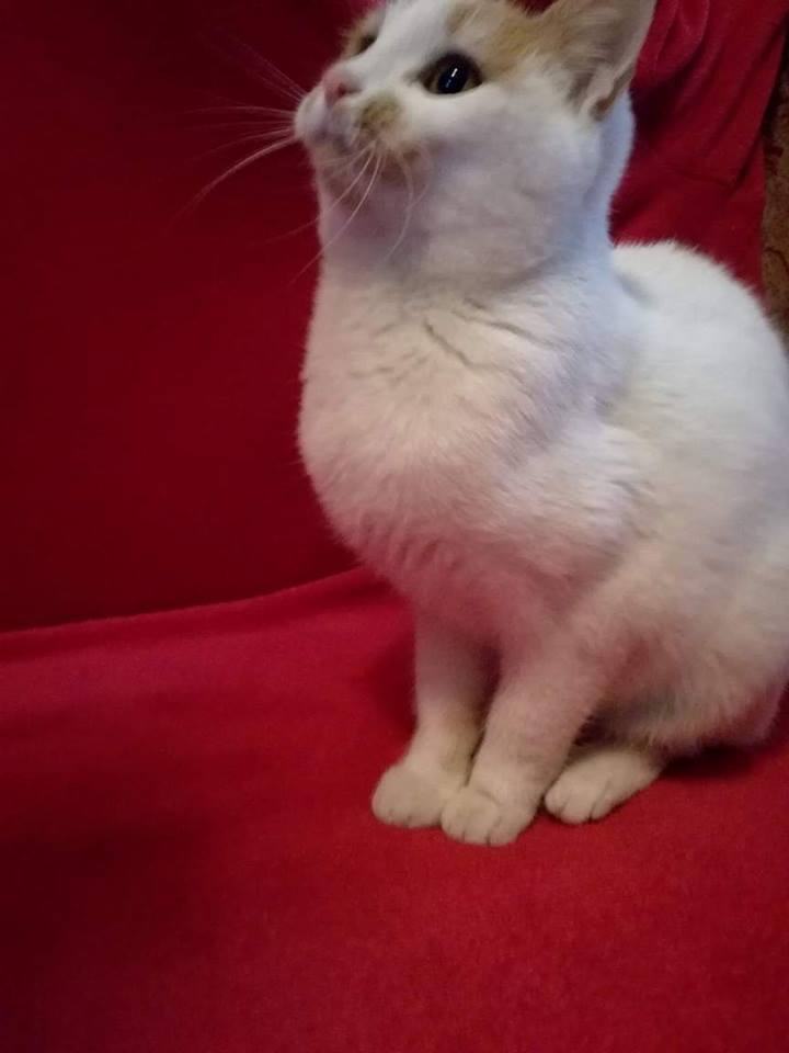 BIJELA mica-maca traži dom