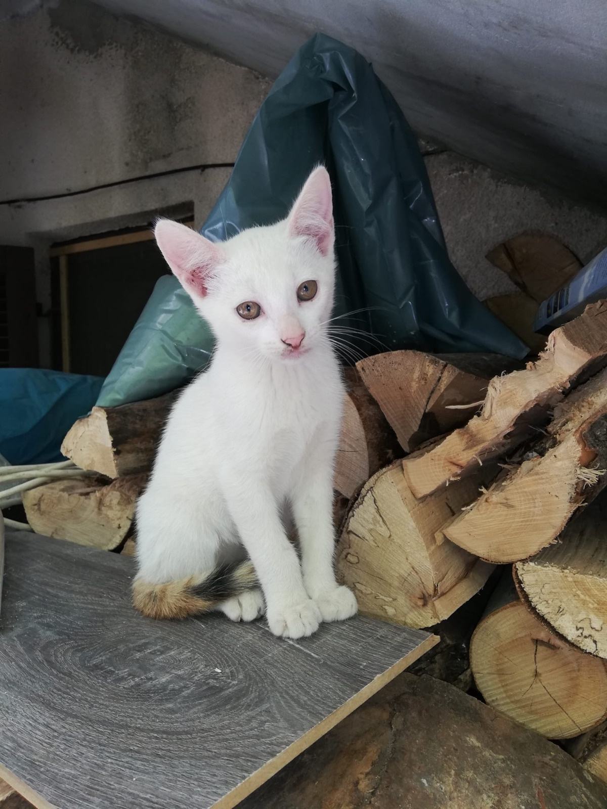 Bijela REA traži dom