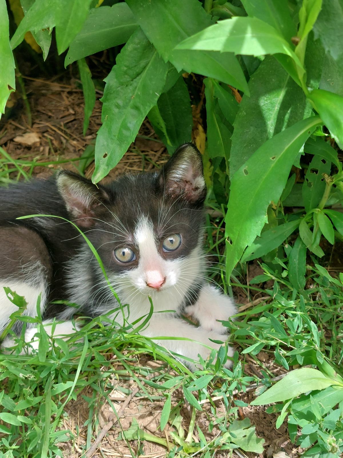Calico mačići i njihov braco