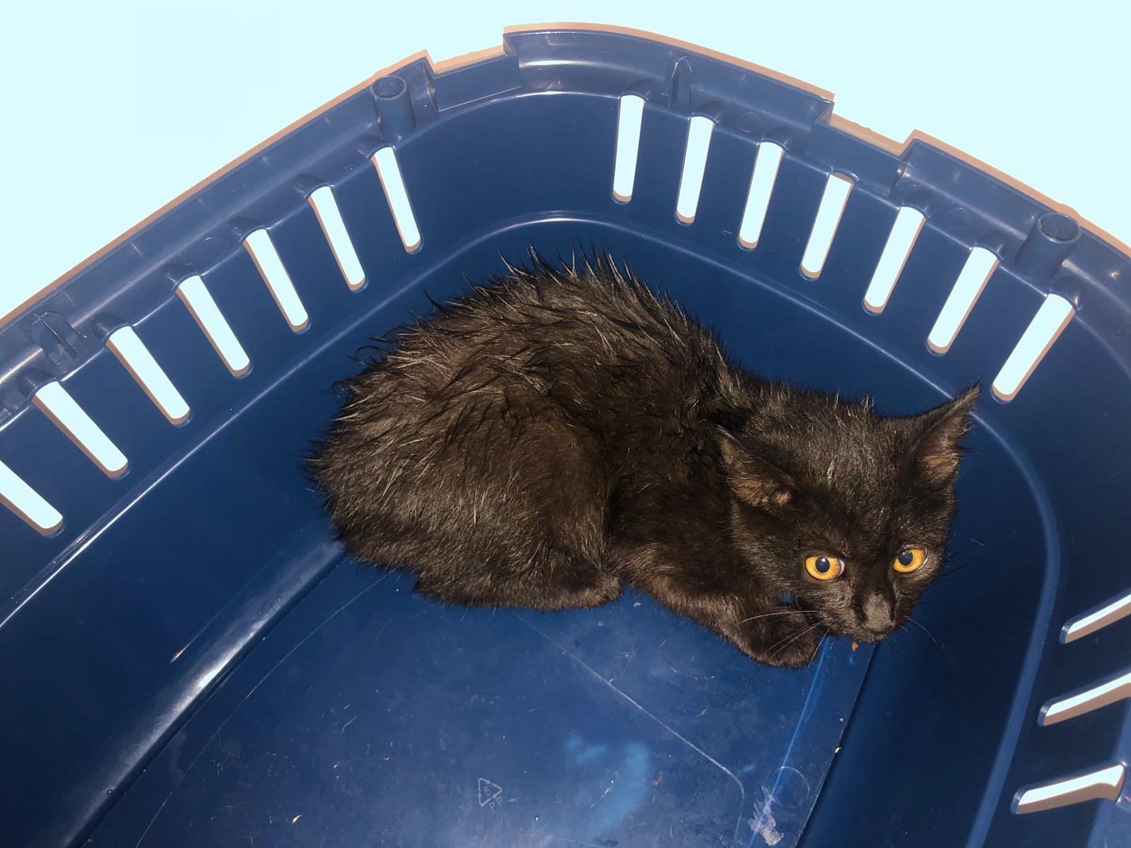 Crna maca za udomljavanje