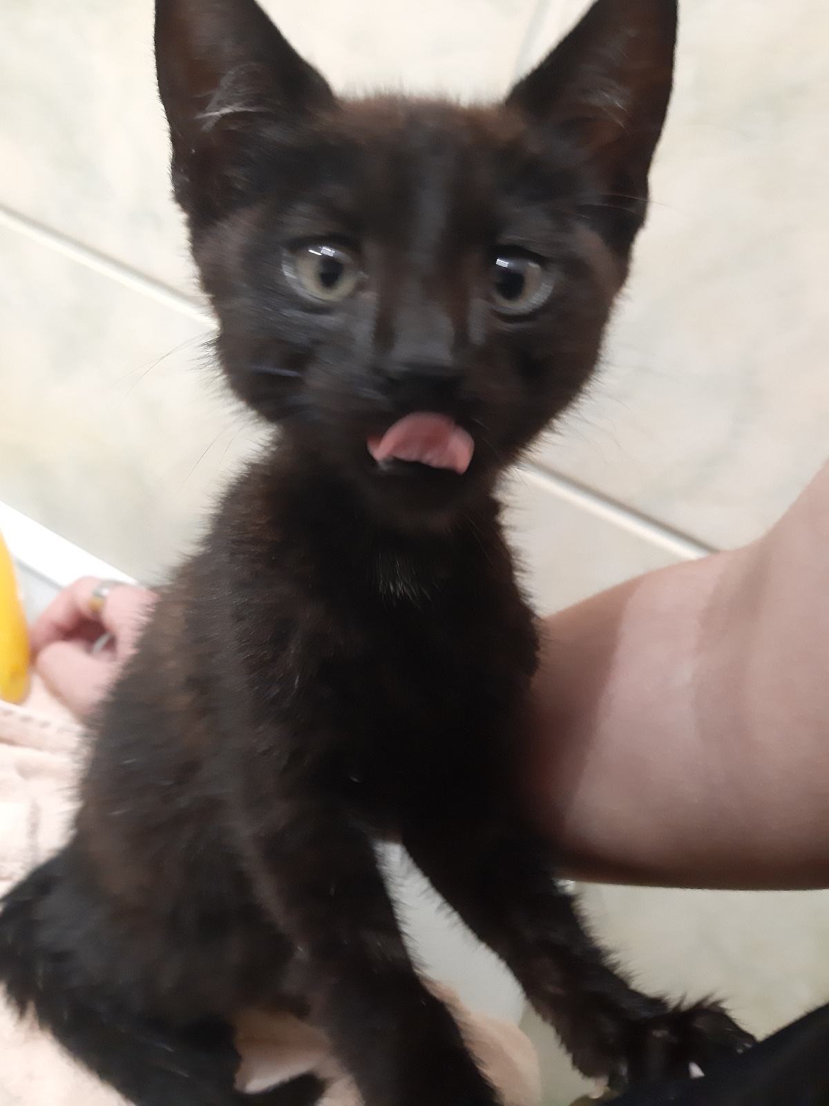 Crni mačić Mika traži dom