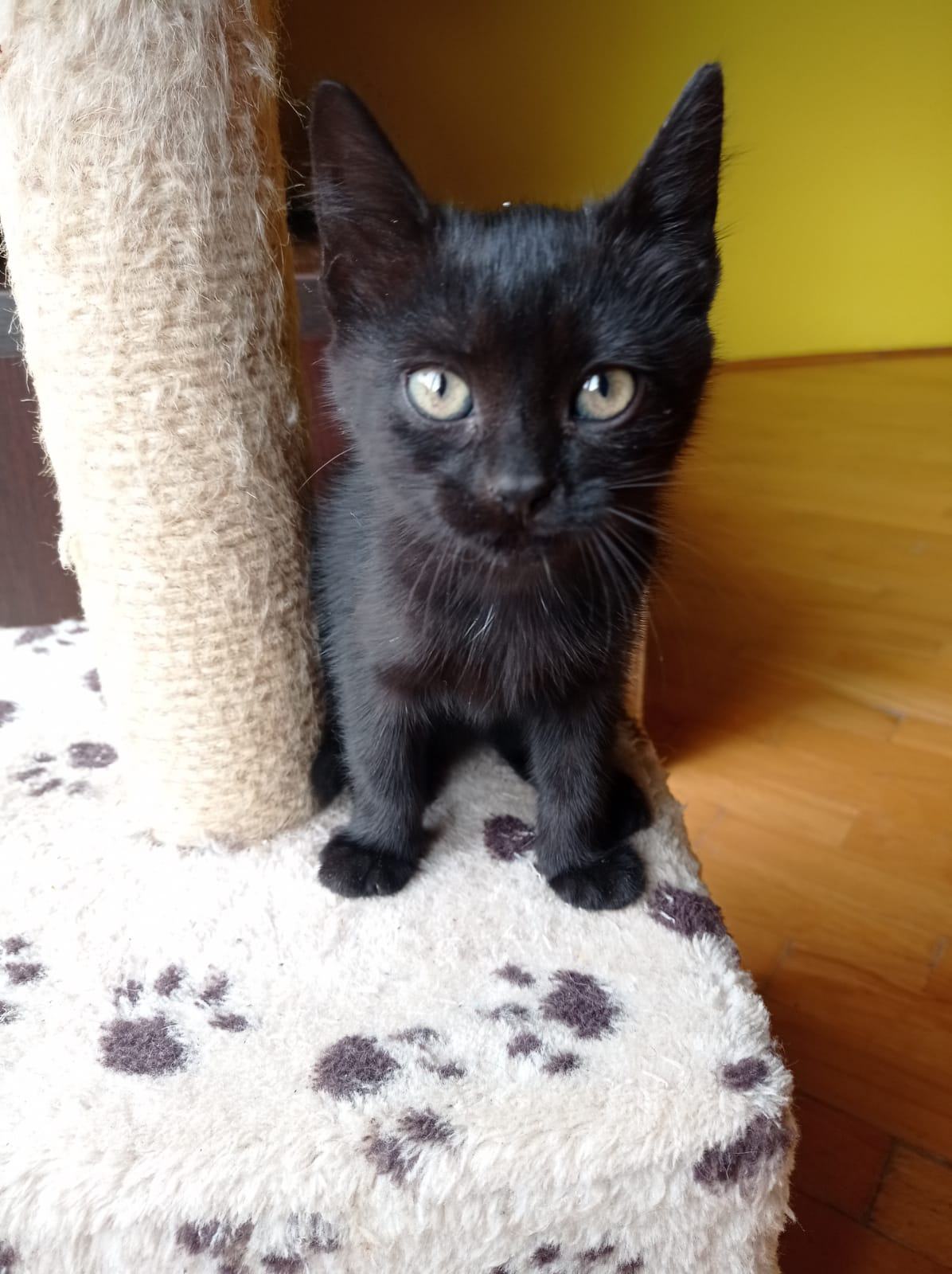 Crna mačkica na poklon