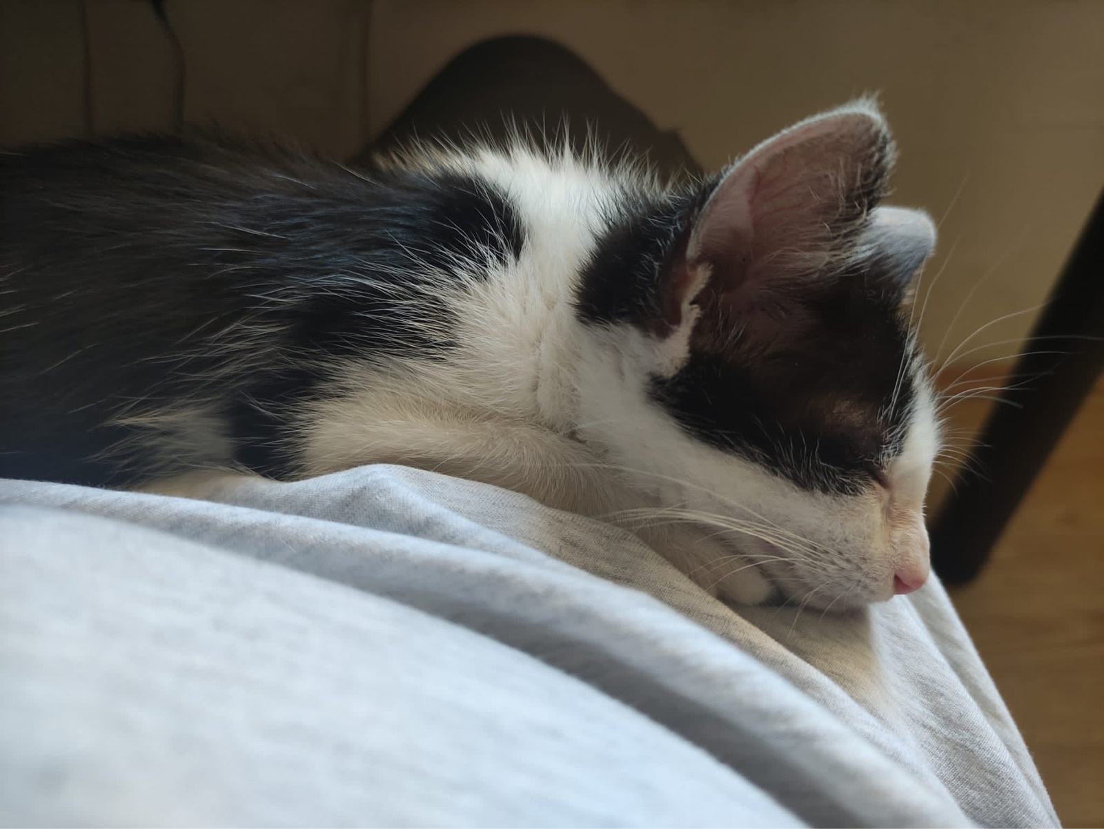 Crno-bijela maca starosti 1.5-2mj. traži dom