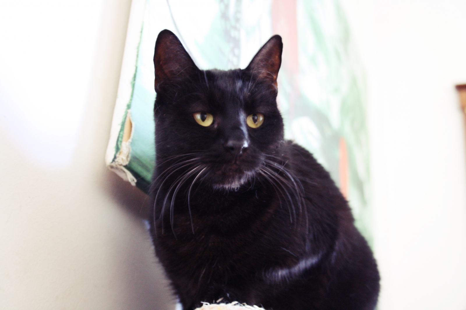 Divna crna maca, sterilizirana, traži dom