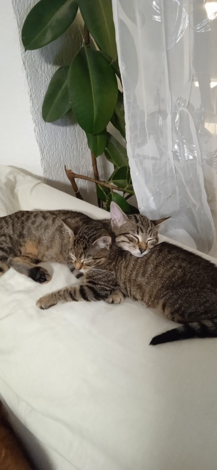 Dva mala brata u dobre ruke