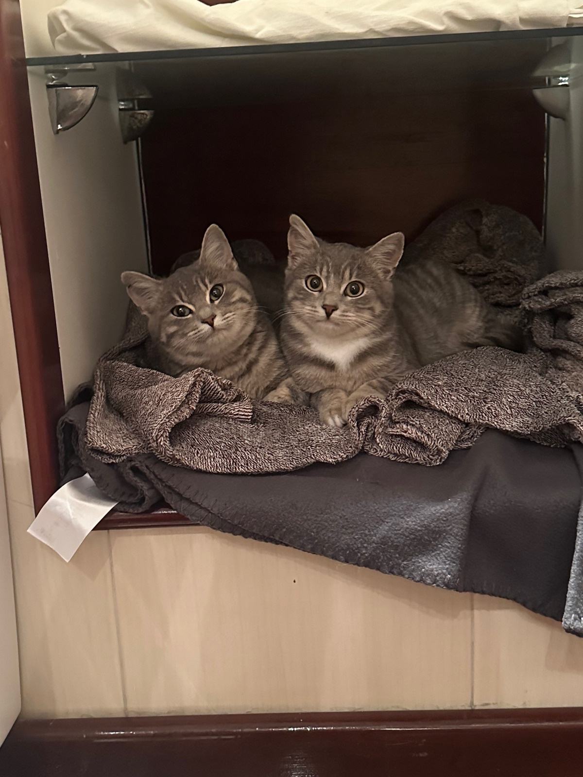 Dvije prekrasne male mace traze dom