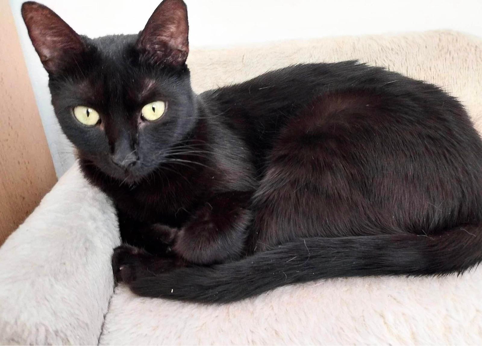 Graciozna Luna trazi dom ️