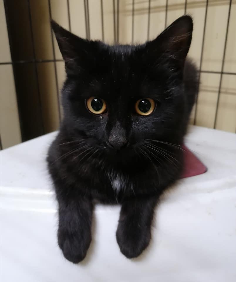 JA SAM MALA MICA MACA YOANA