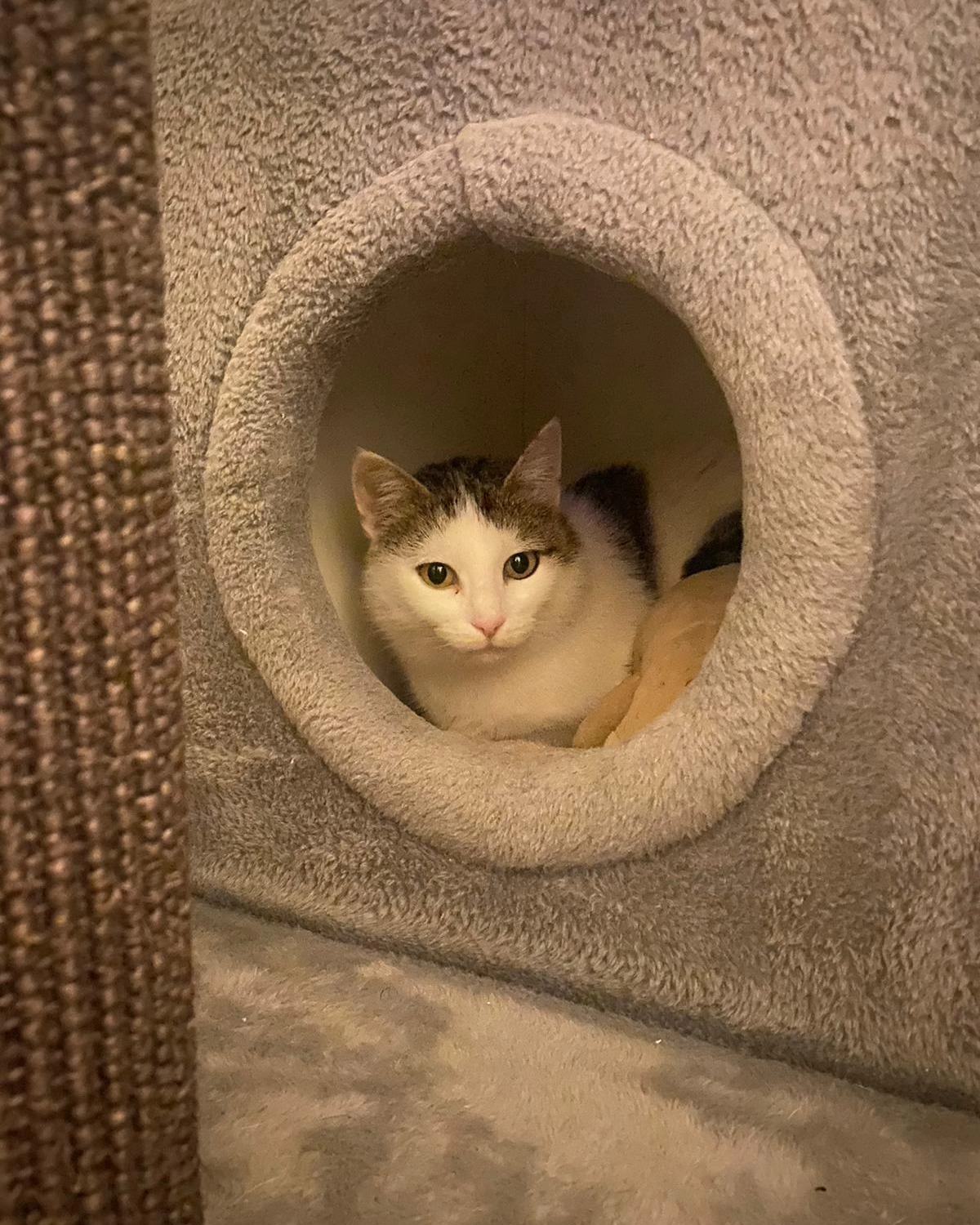 KATJA – MACA TRKACICA TRAZI DOM