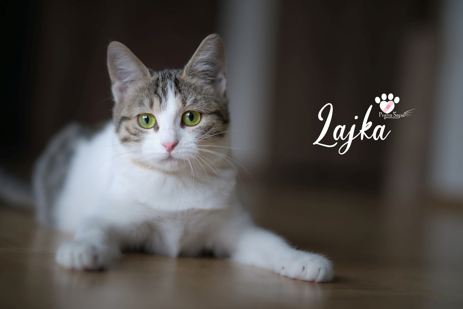 LAJKA