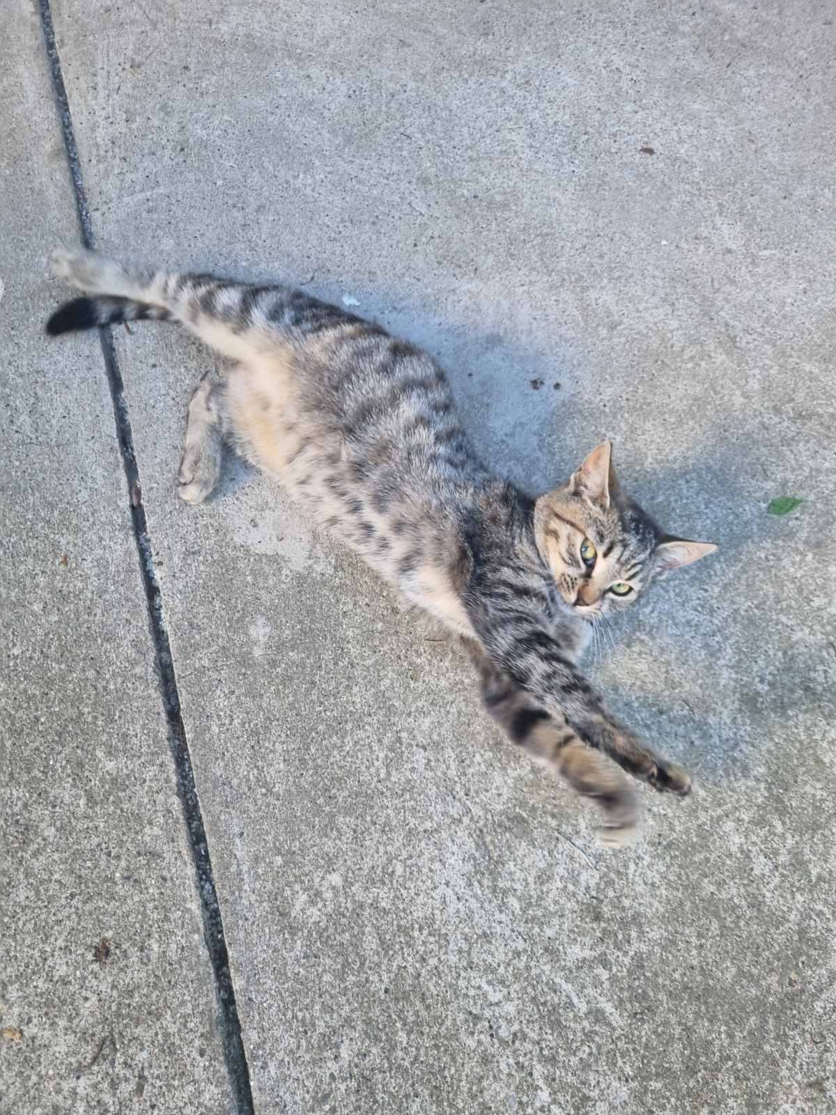 Lijepa mlada maca traži udomitelja