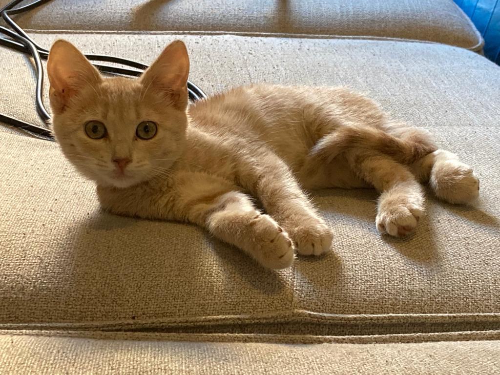 Lijepa, prijateljska maca traži dom.