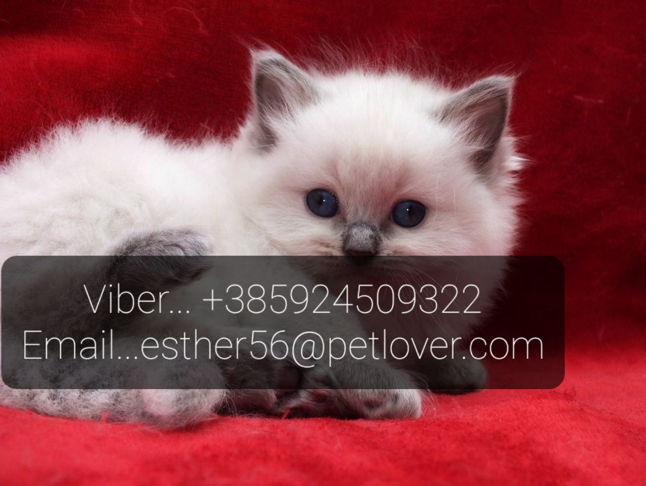 Lijepa Ragdoll maca