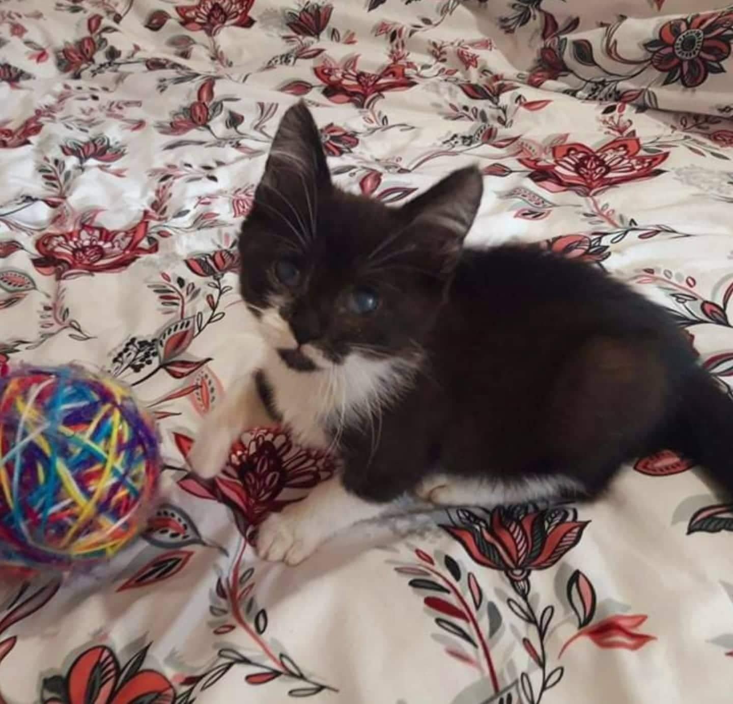 Maca beba Miley treba prijevoz