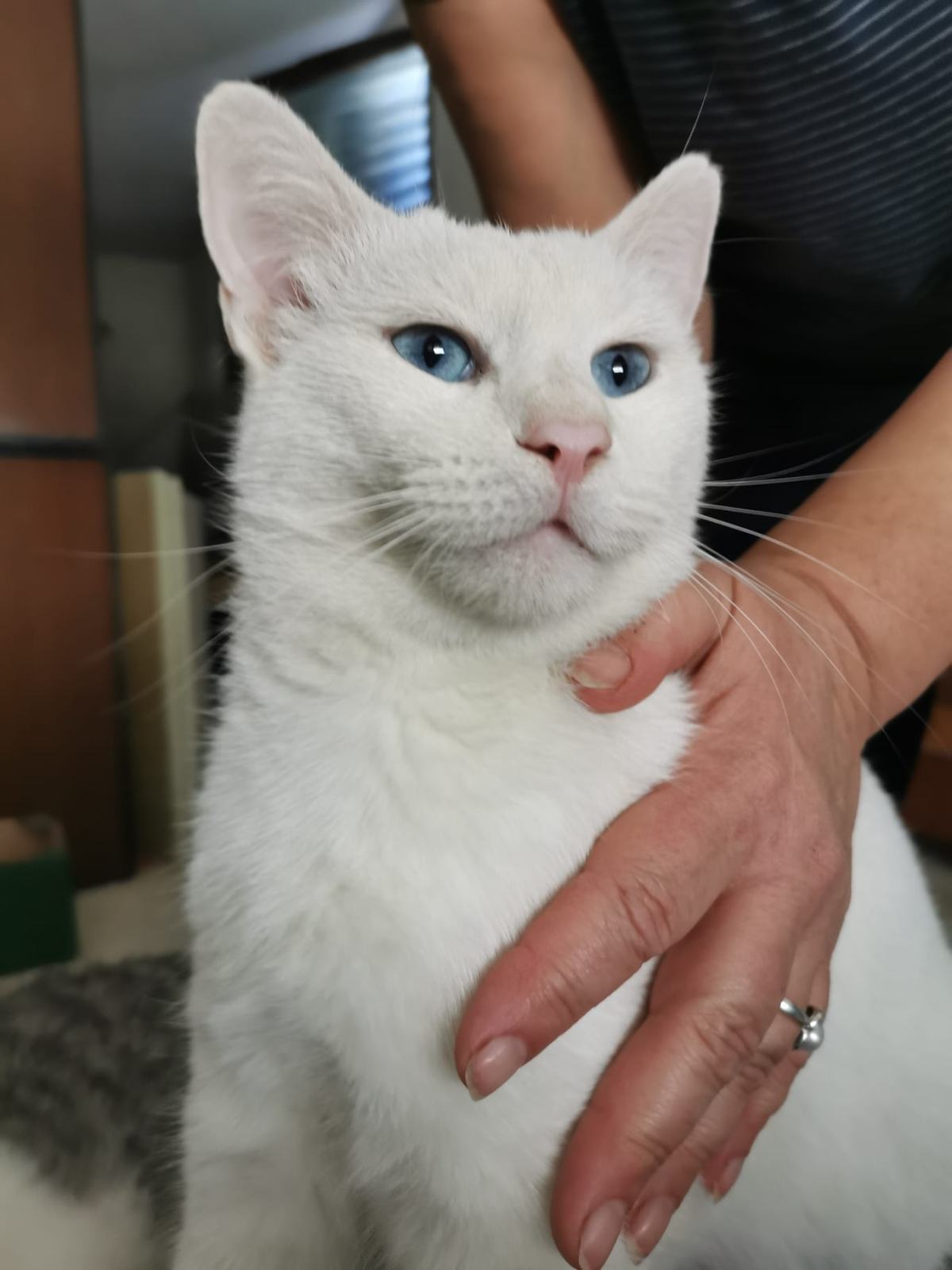 Maca Blue (1.5 god.) traži svoj novi dom; sterilizirana