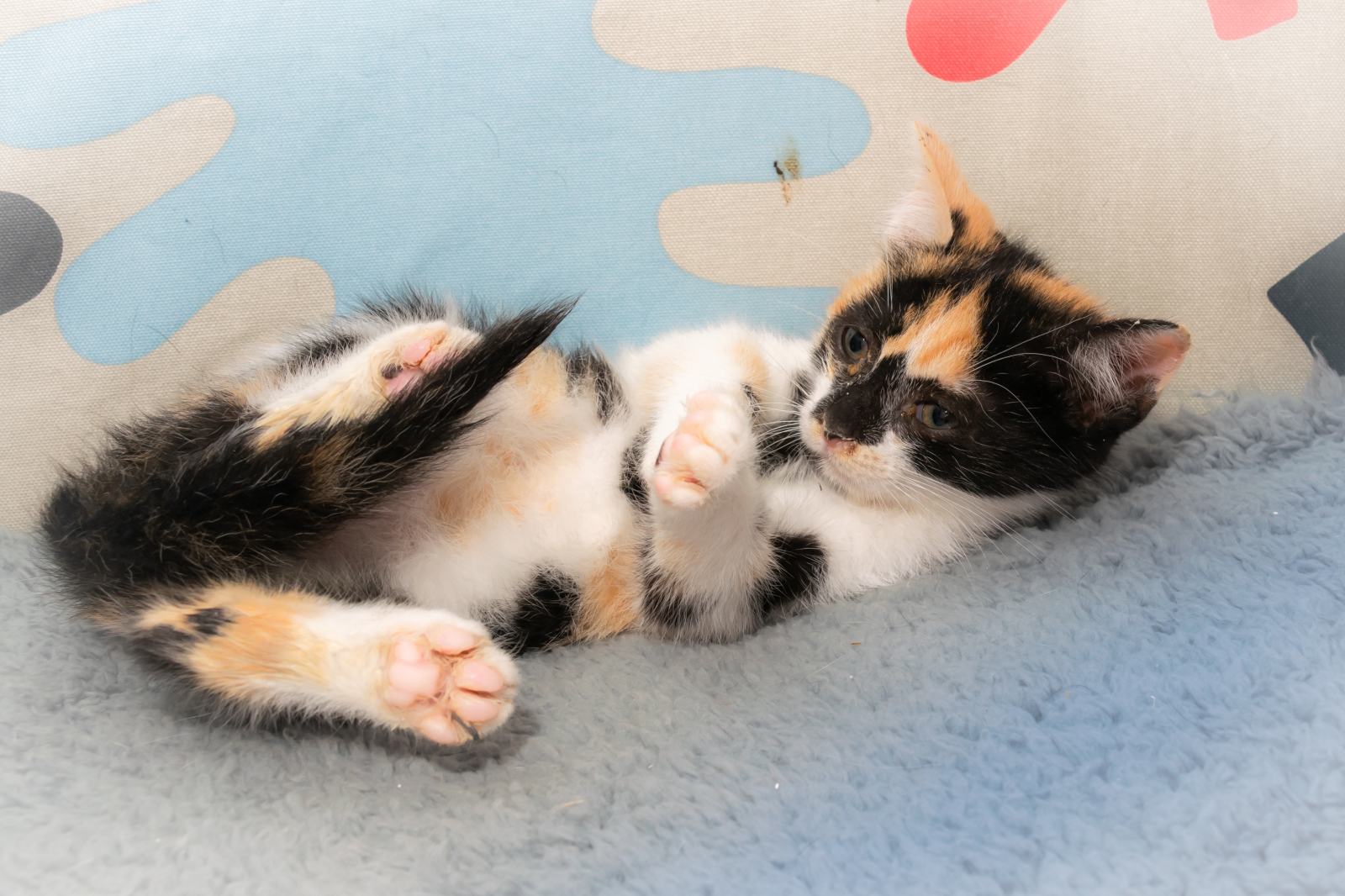 Maca mace za udomljavanje