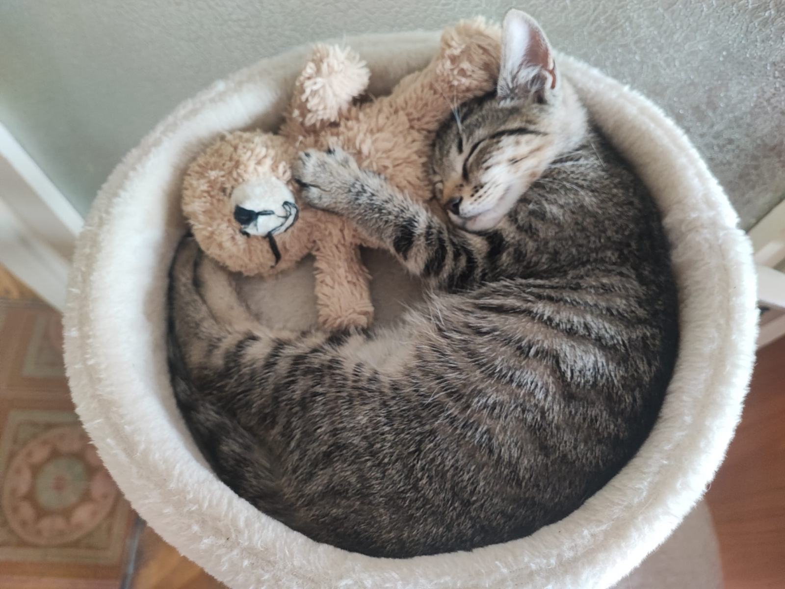 Maca Mika traži dom