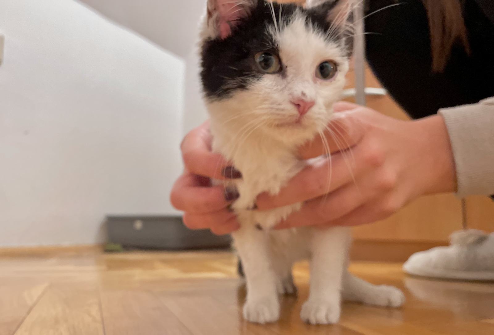 Maca na poklon / udomljavanje