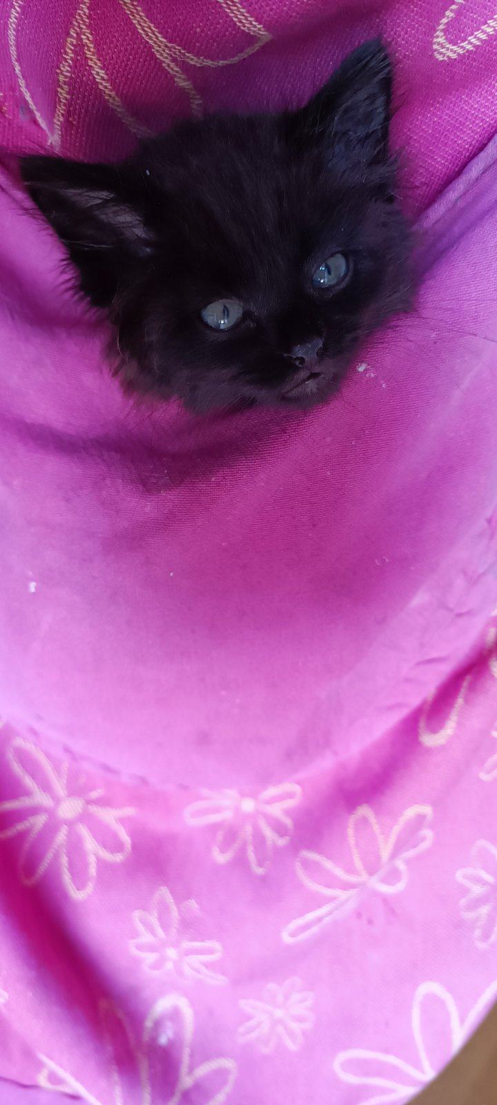 Maca traži dom - Kastav