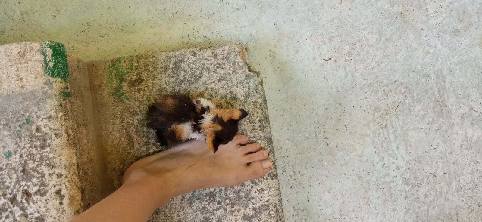 Maca traži dom ♥️