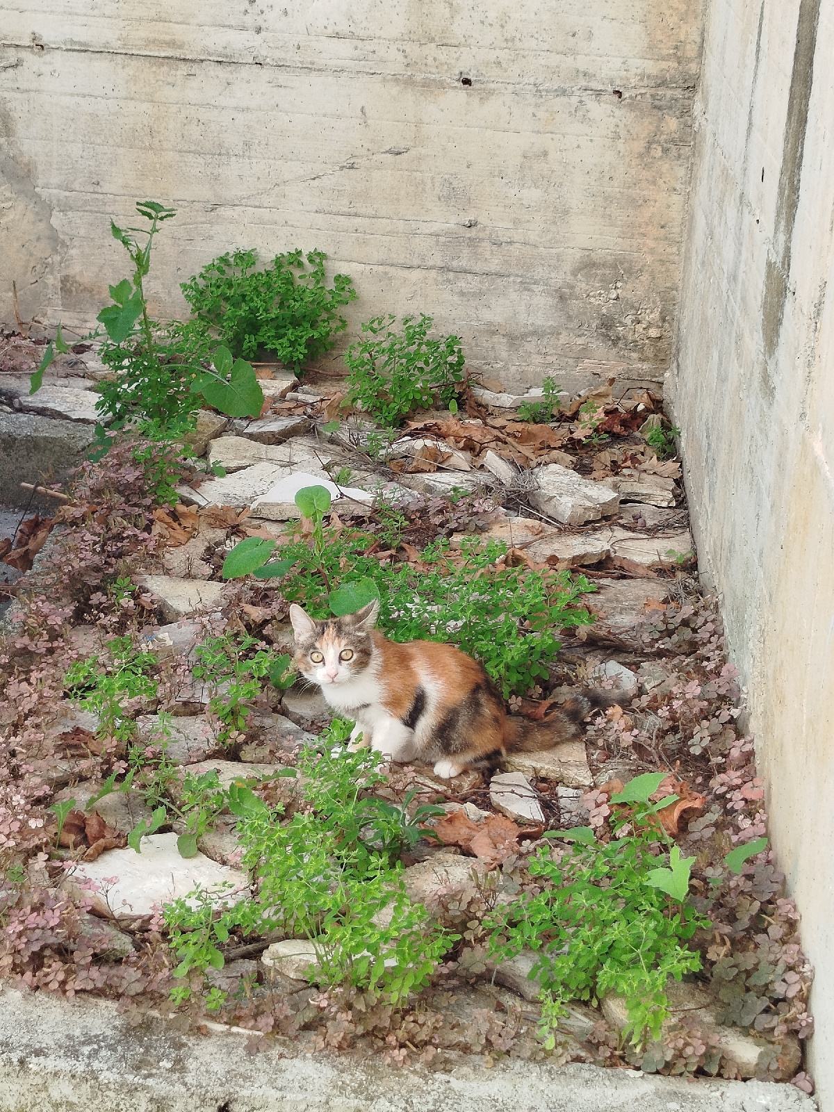 maca za udomljavanje