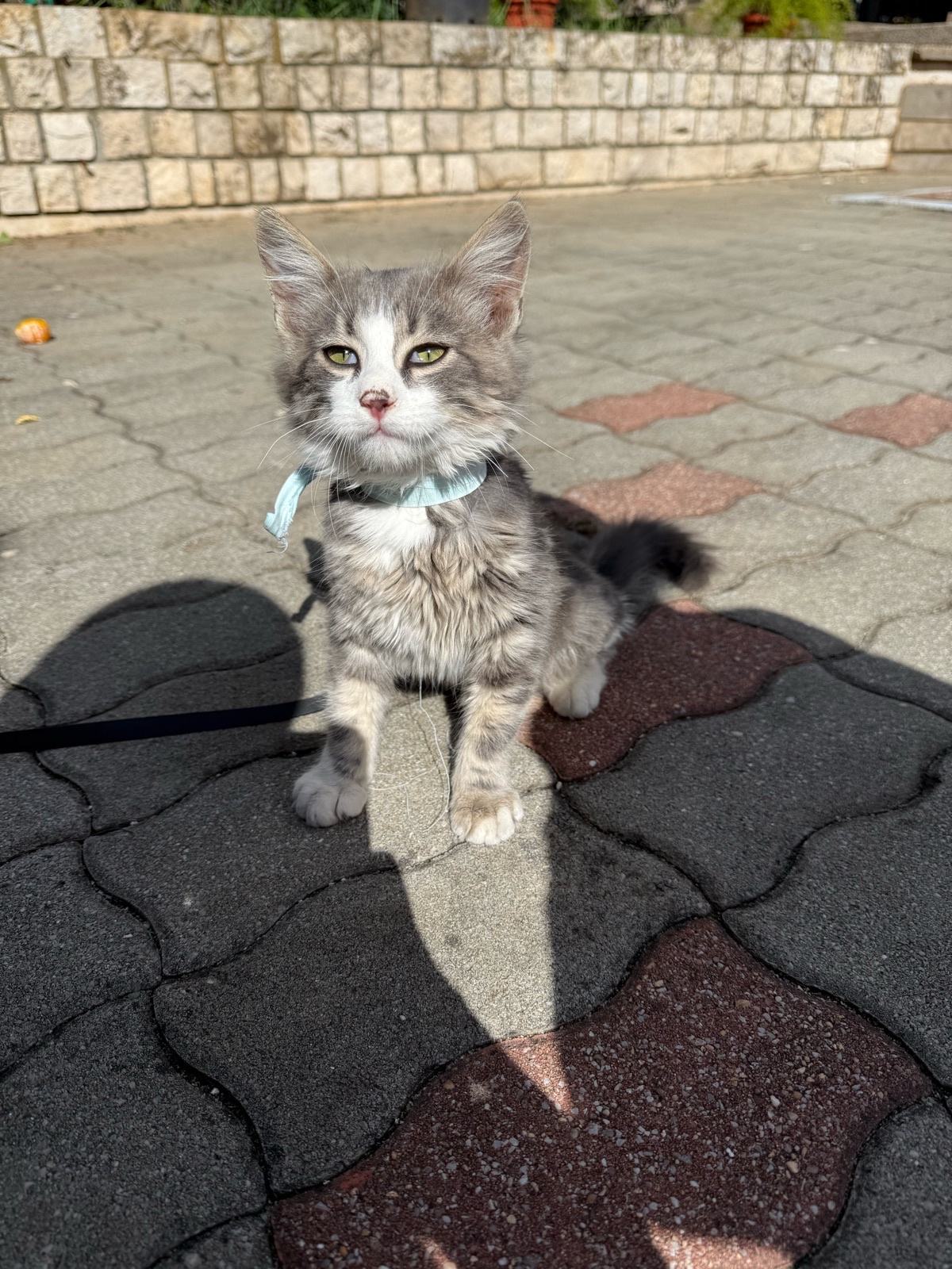 Maine Coon Mačak Čupi trazi dom