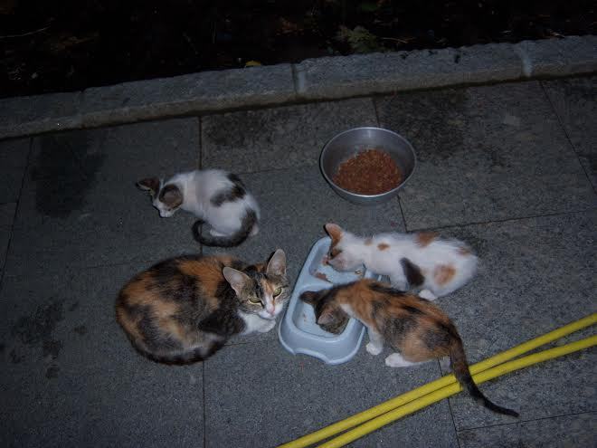 Mace (veće i manje traže dom)!