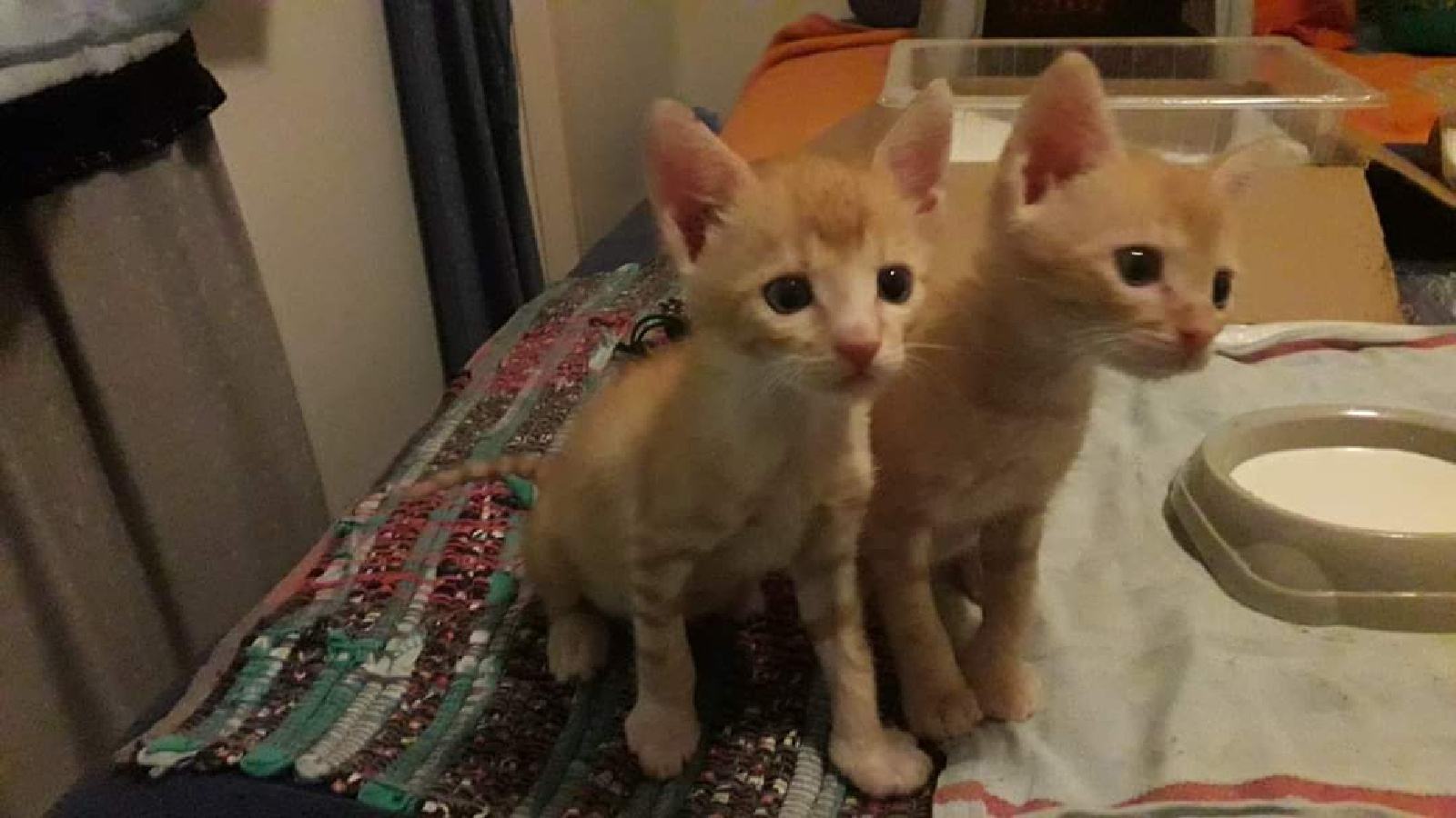 Macic 2 mjeseca star