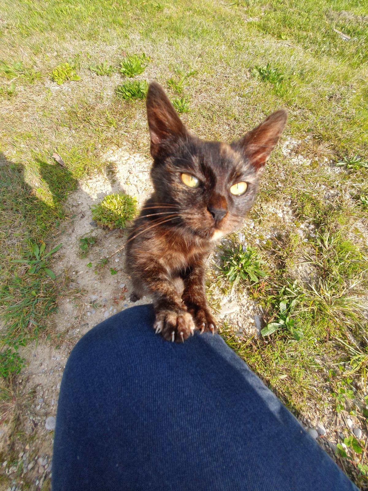 Macic Mila trazi dom