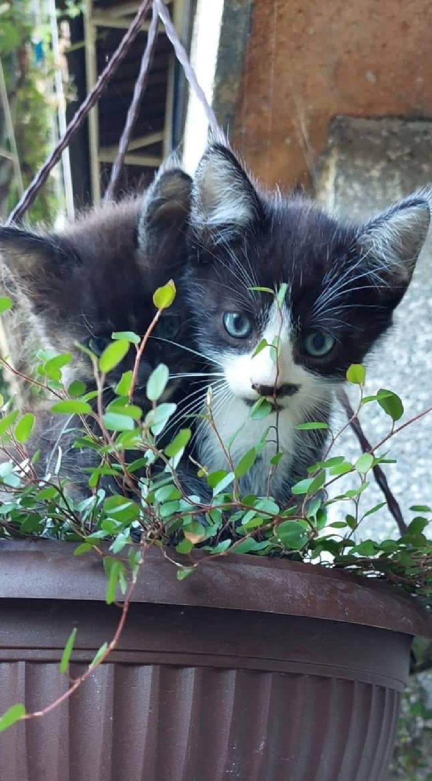 Mačići, predivni, pomalo čupavi!!!!