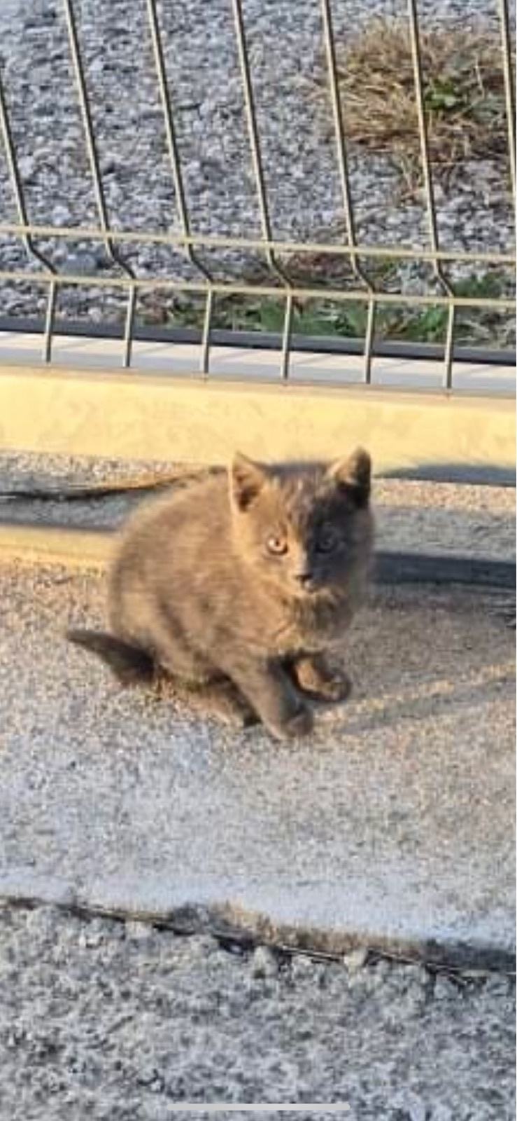 Macici traze dom zajedno