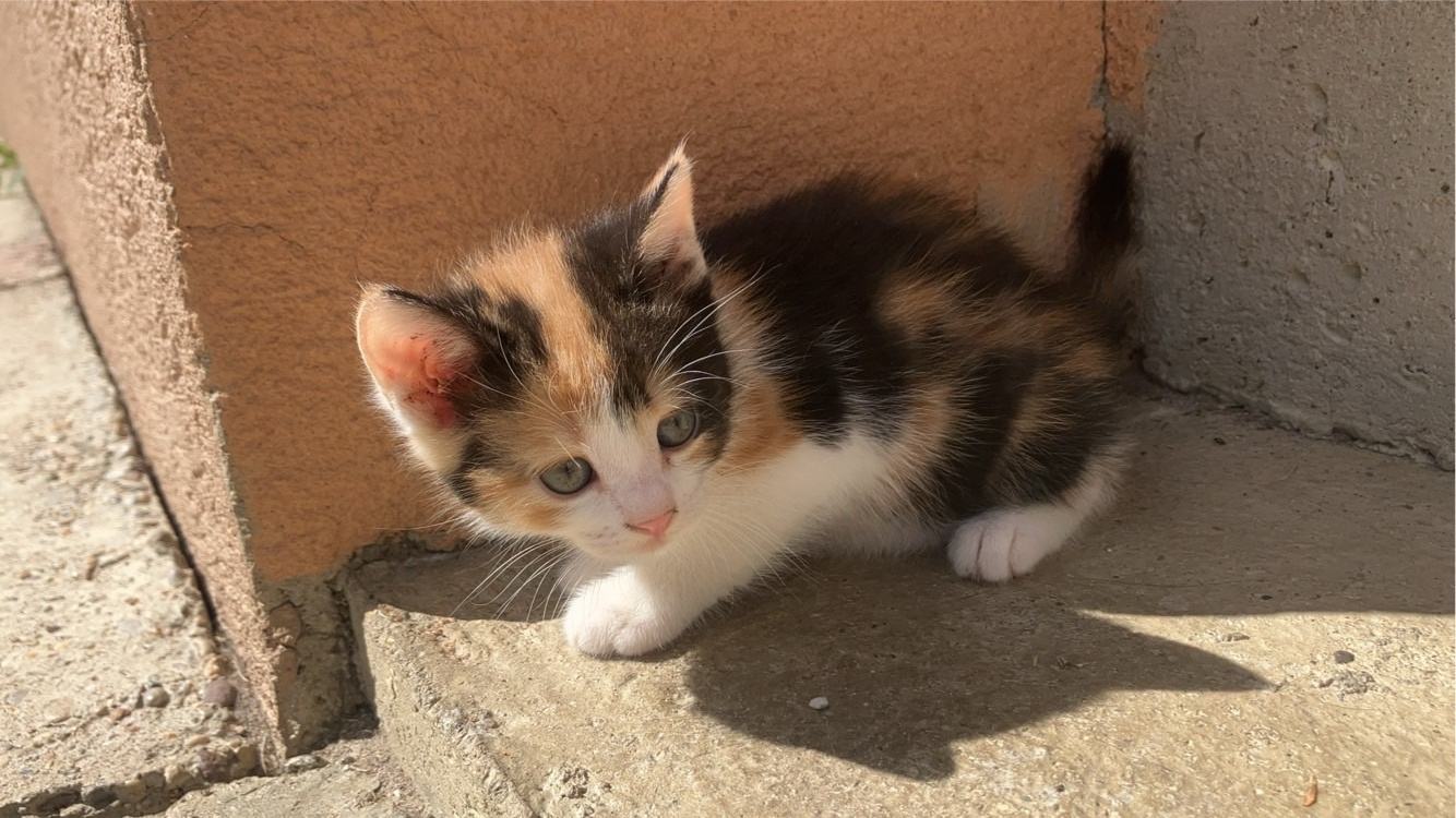 macici za udomljavanje