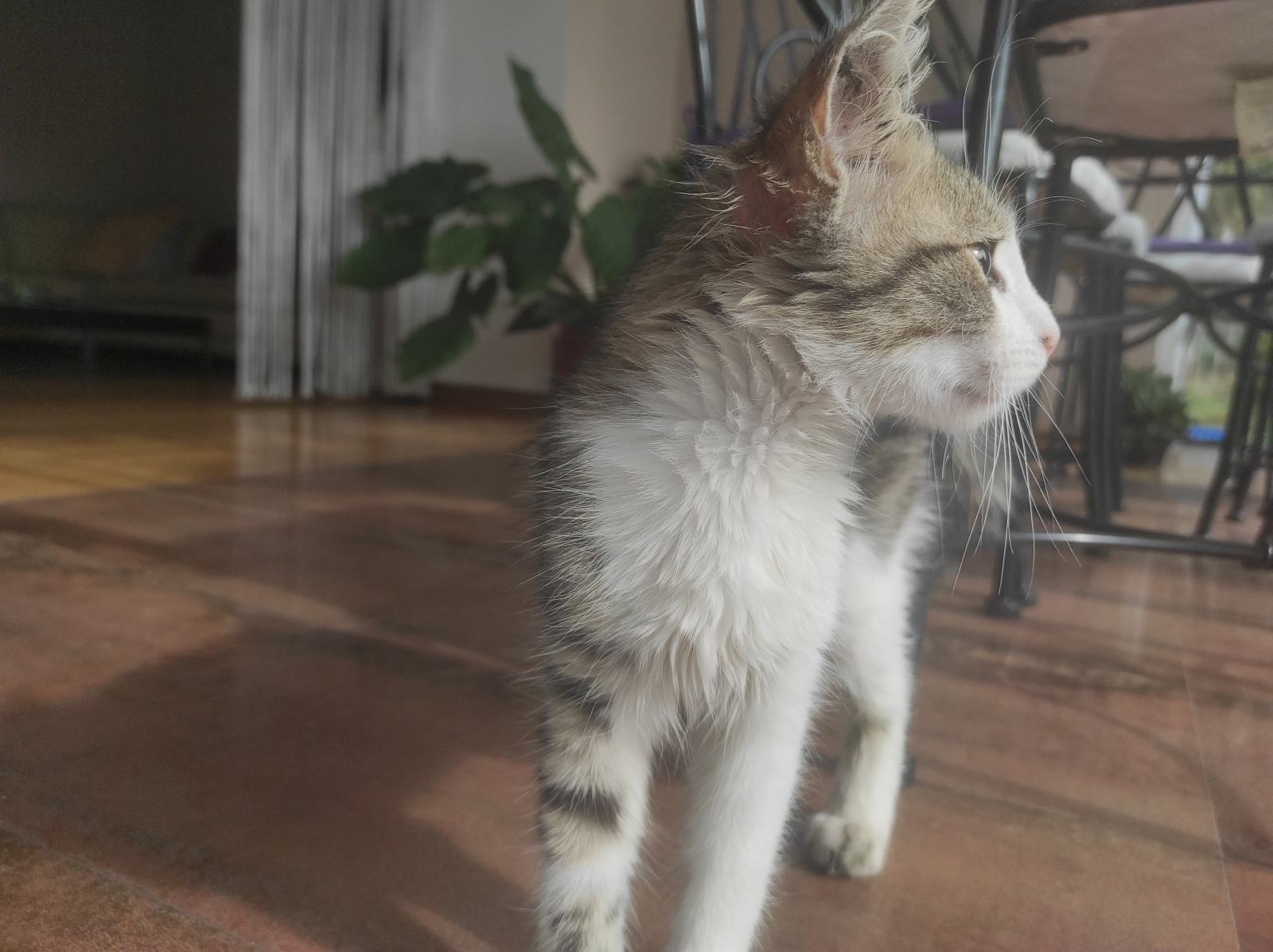 Micu malu poklanjam-muški