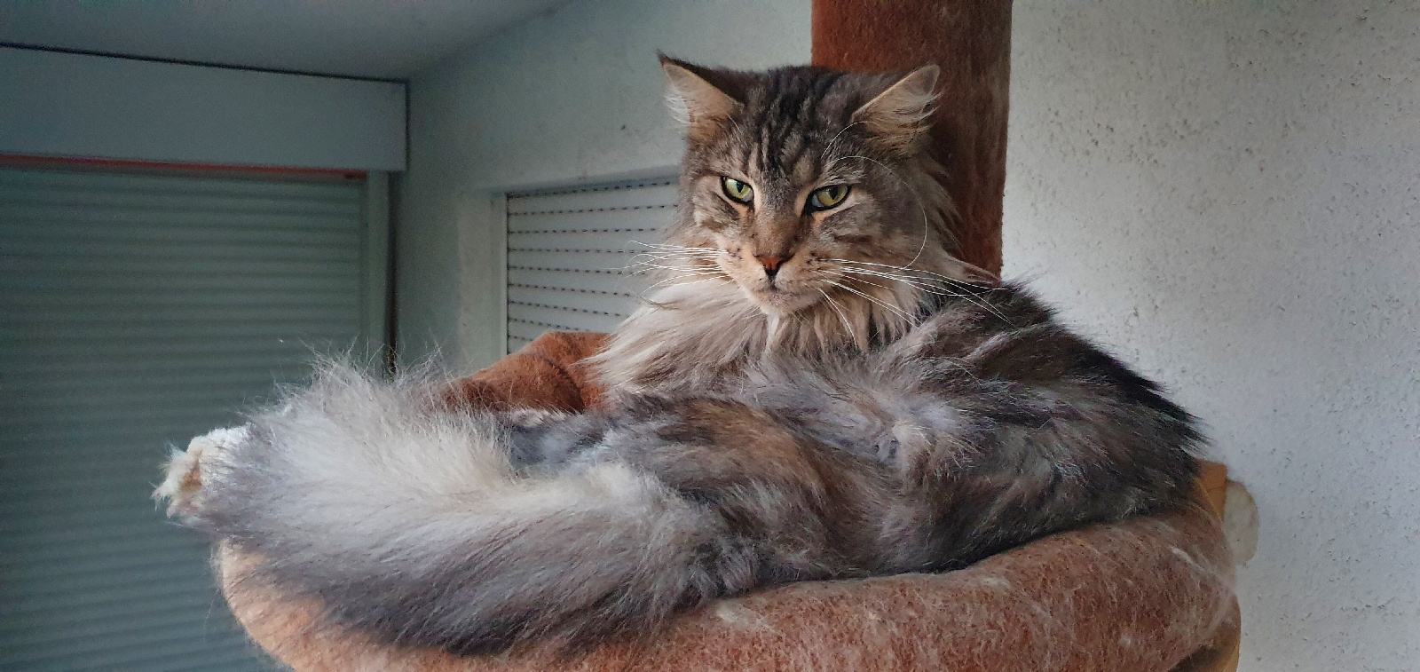 Maine coon GRGA traži novi dom