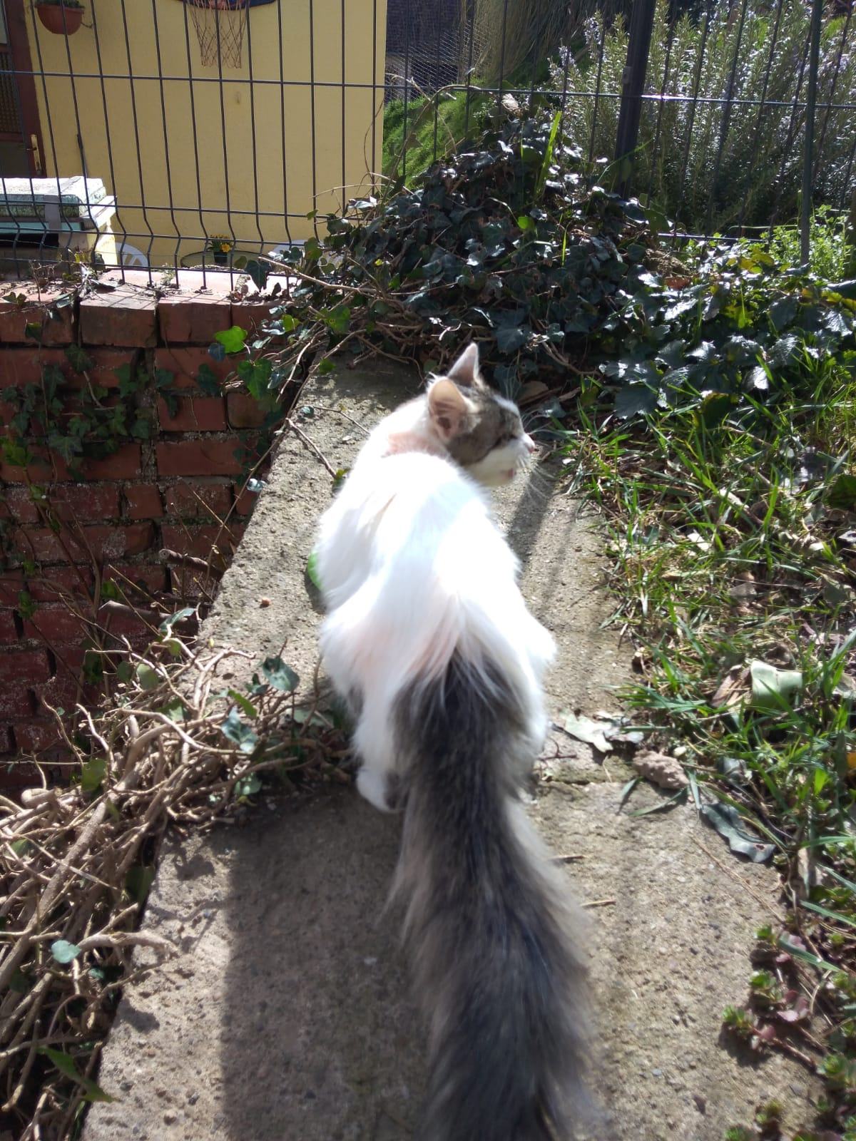 MALA ČUPAVA MACA TRAŽI DOM