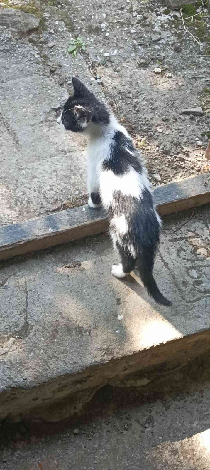 Mala energetična vanjska mačka traži dom