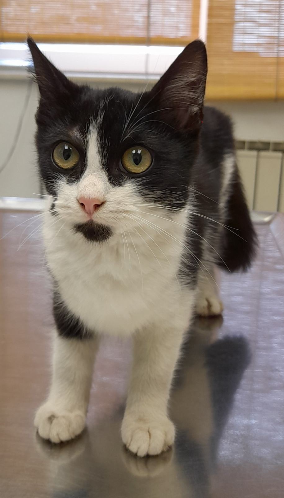 Mala maca od 5 mjeseci na poklon