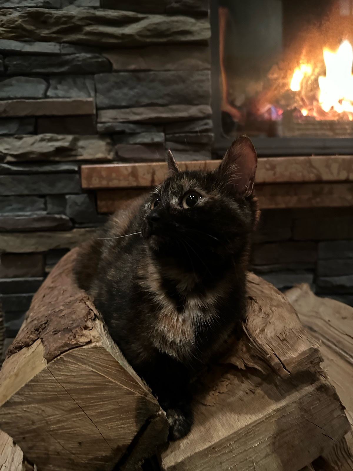 Mala maca Chia trazi dom