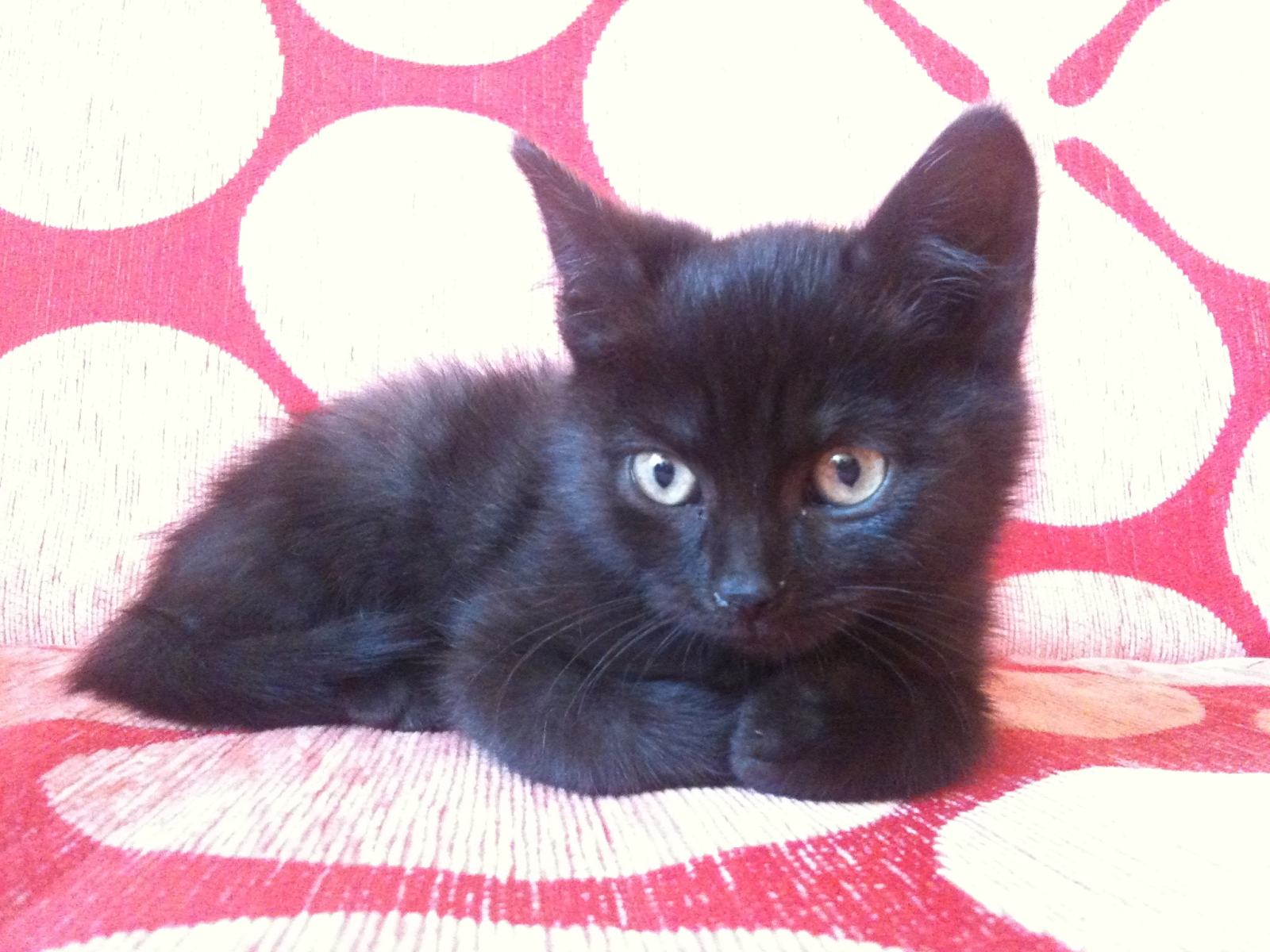 Mala maca traži dom