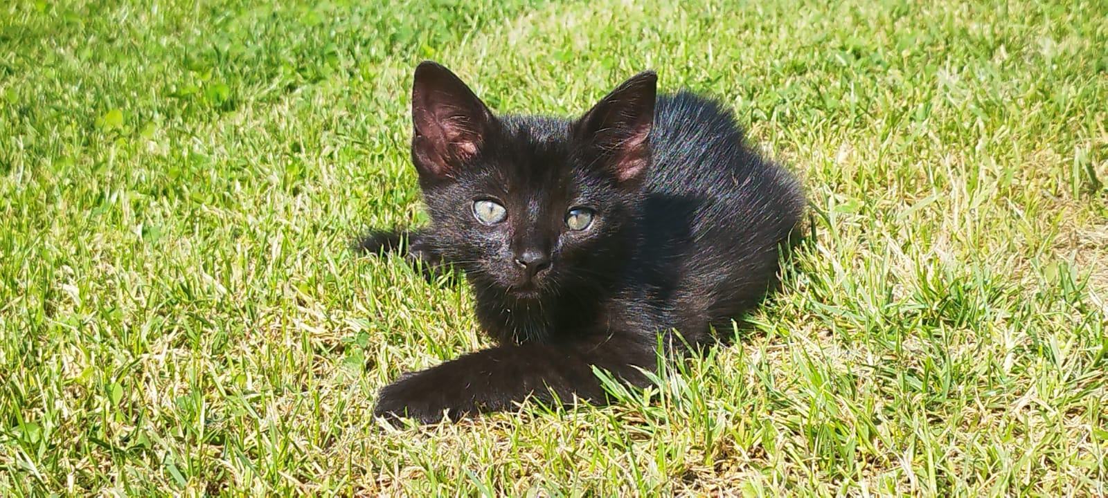 mala maca traži dom