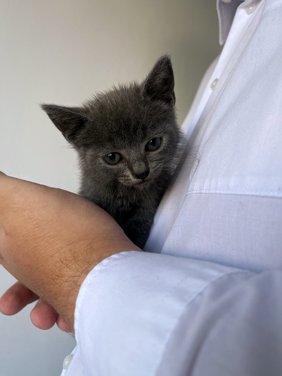 Mala maca hitno traži dom!