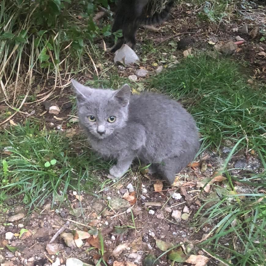 Mala maca traži hitni dom