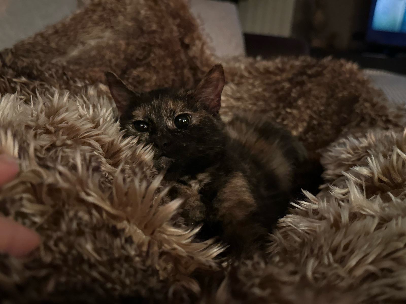 Mala prekrasna maca traži dom