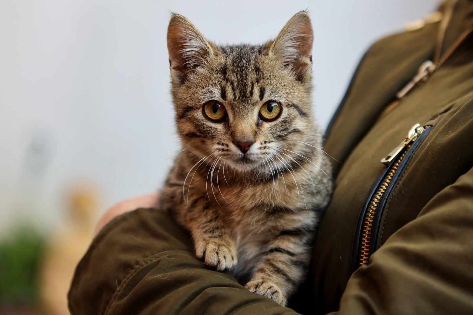 Mala Sara traži udomitelje :) Cijepljena!