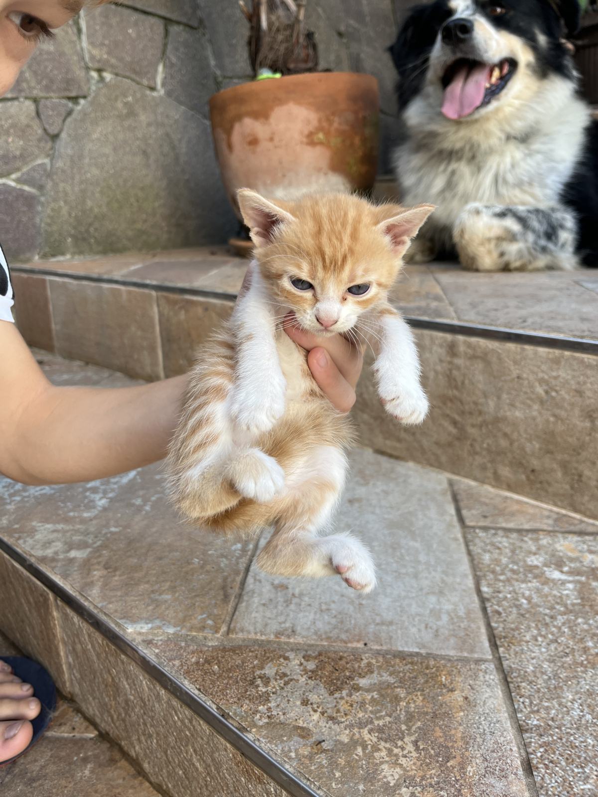 MALE MACE TRAŽE DOM