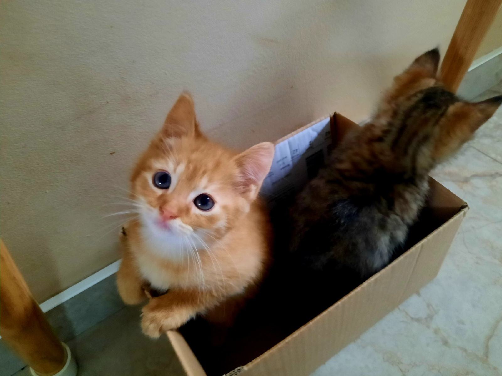 Male mace traže topli dom