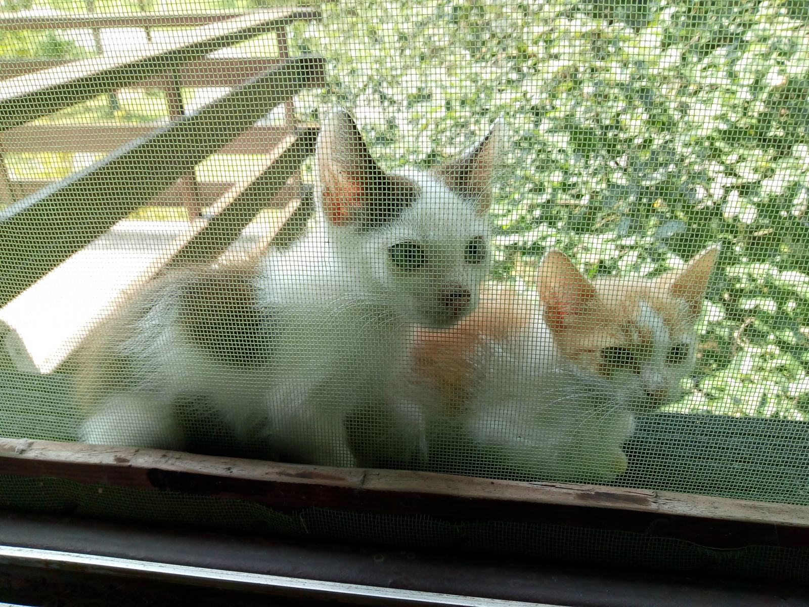 Male mace hitno trebaju dom