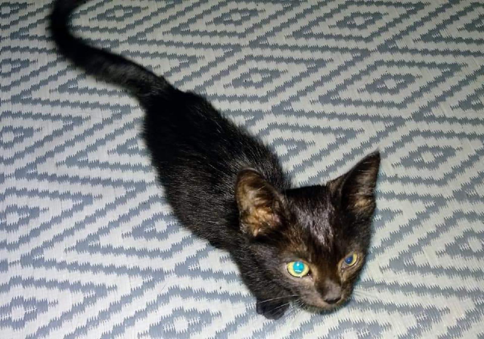 Malena crna maca traži dom