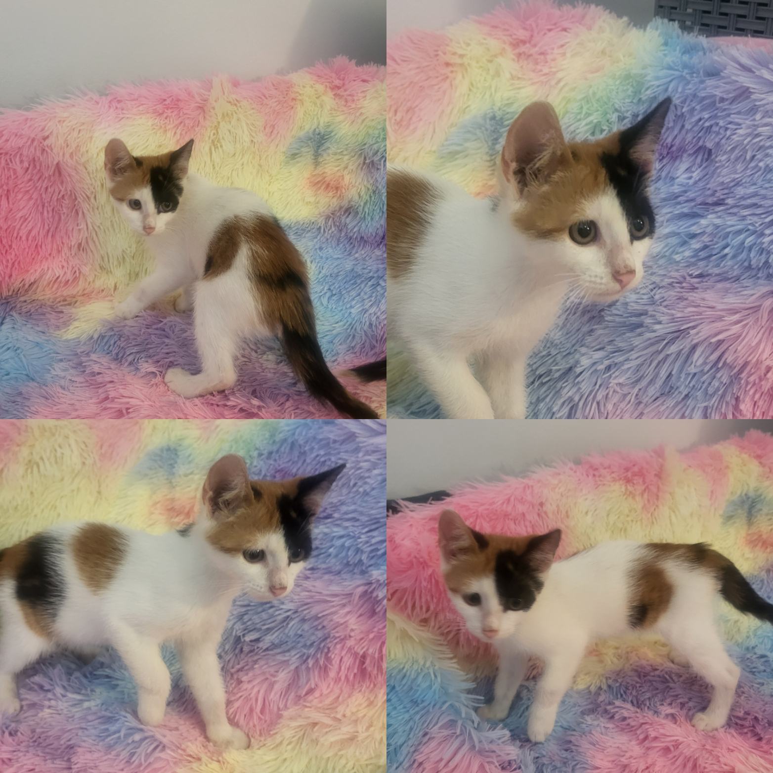 Malena Kitty trazi dom