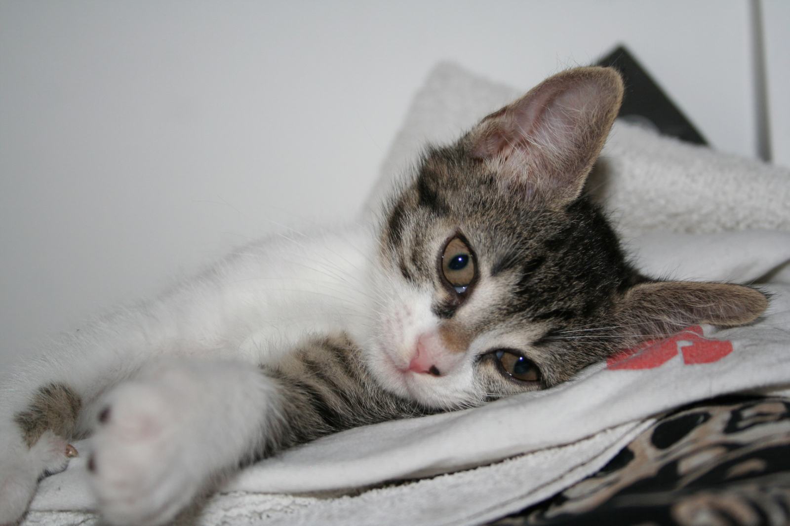 Malena ljepotica traži dom